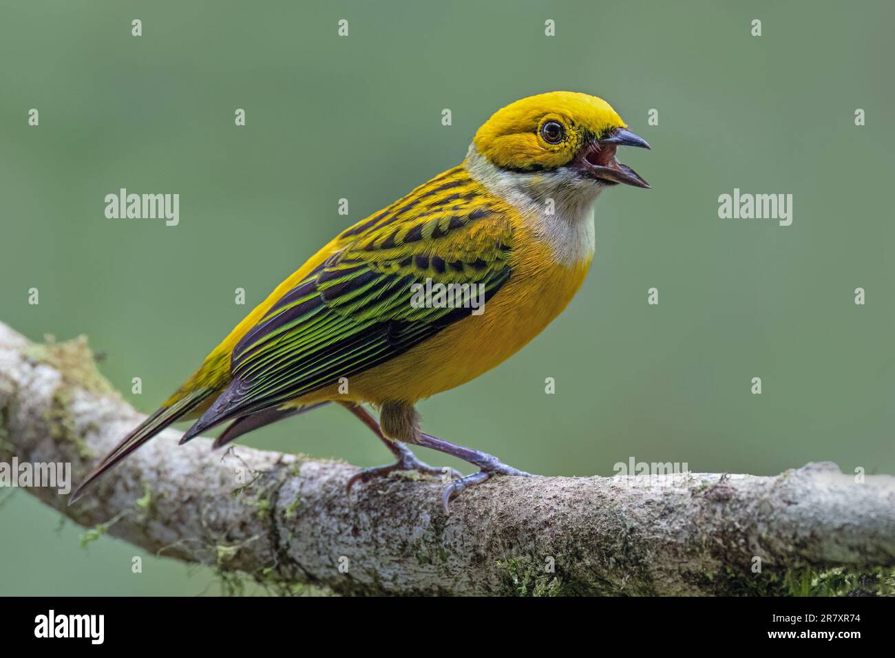 Beautiful avian portrait hi-res stock photography and images - Alamy