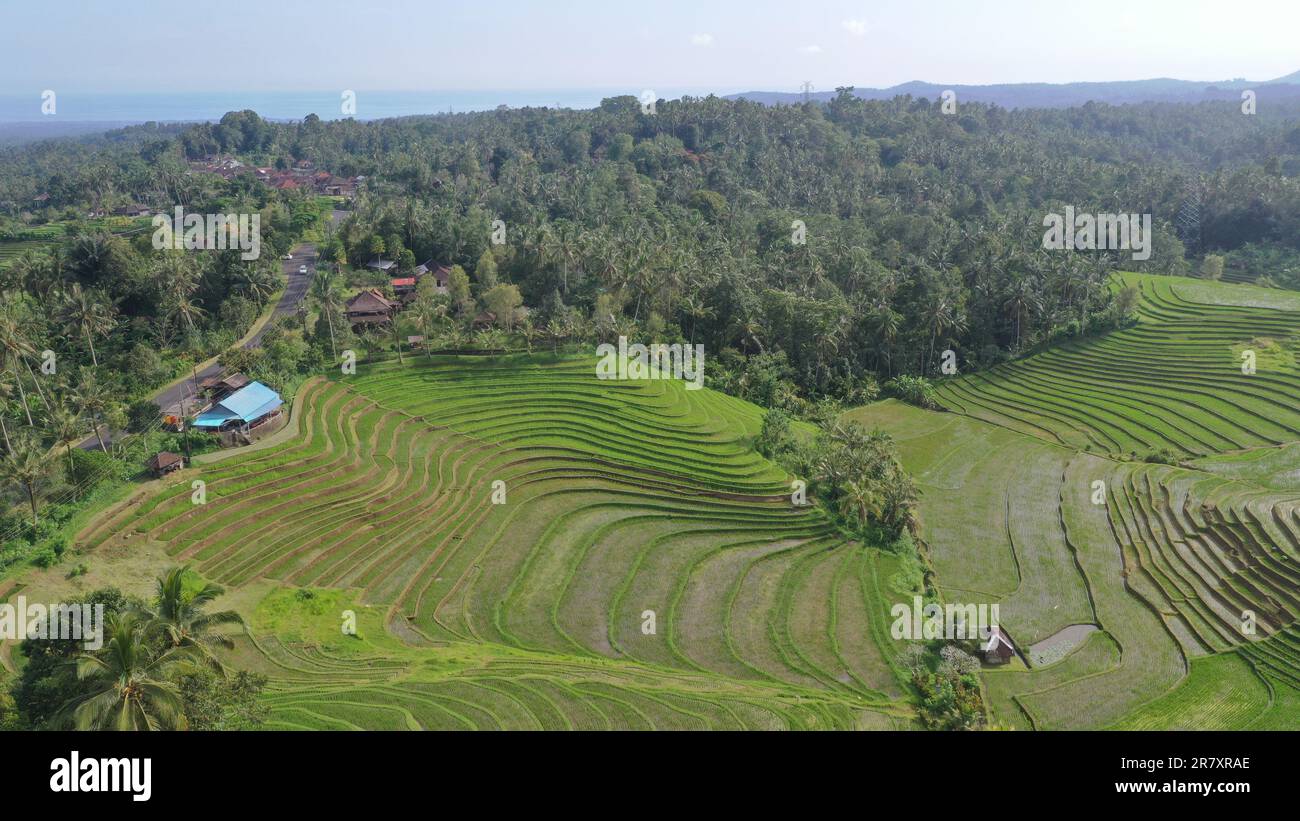 Beautifl aerial view of rice fields in Ubud Bali Indonesia Stock Photo ...
