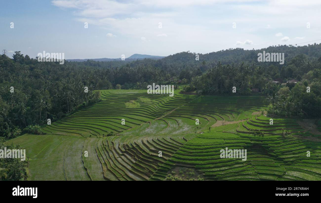Beautifl aerial view of rice fields in Ubud Bali Indonesia Stock Photo ...