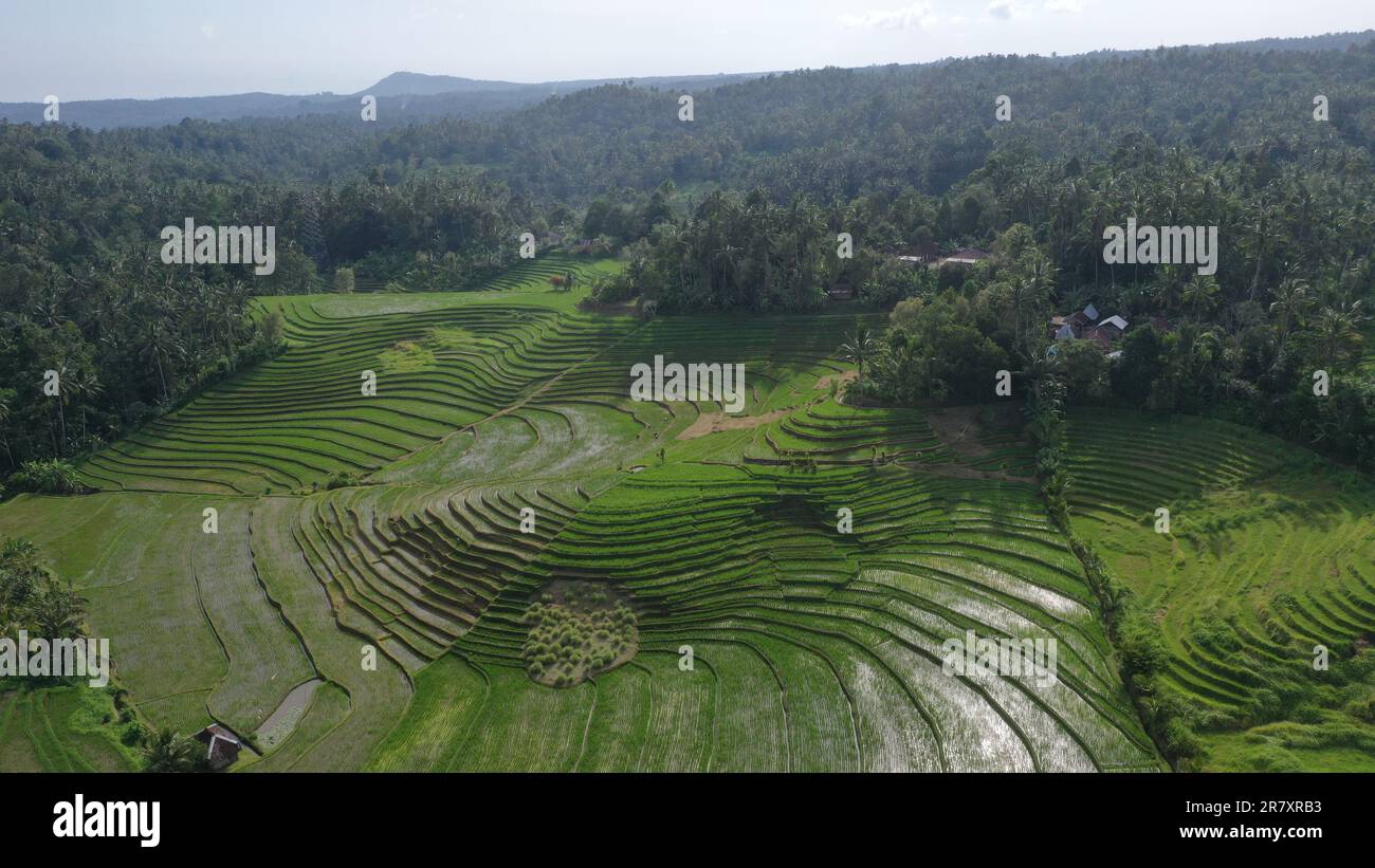 Beautifl aerial view of rice fields in Ubud Bali Indonesia Stock Photo ...