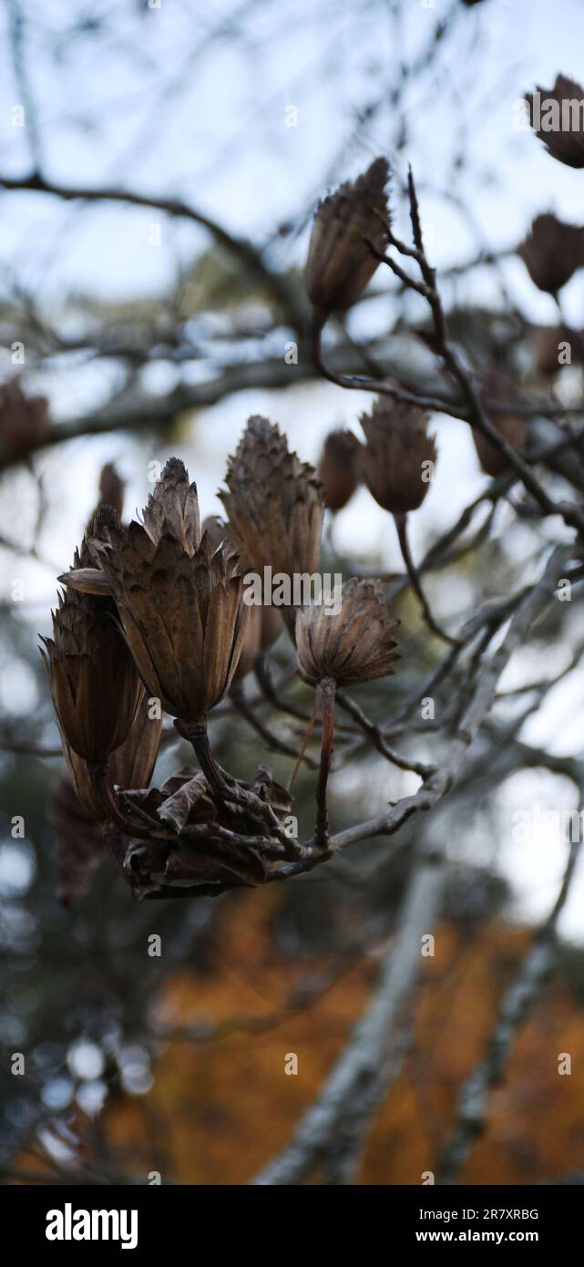 Tulip tree seed pod hi-res stock photography and images - Alamy
