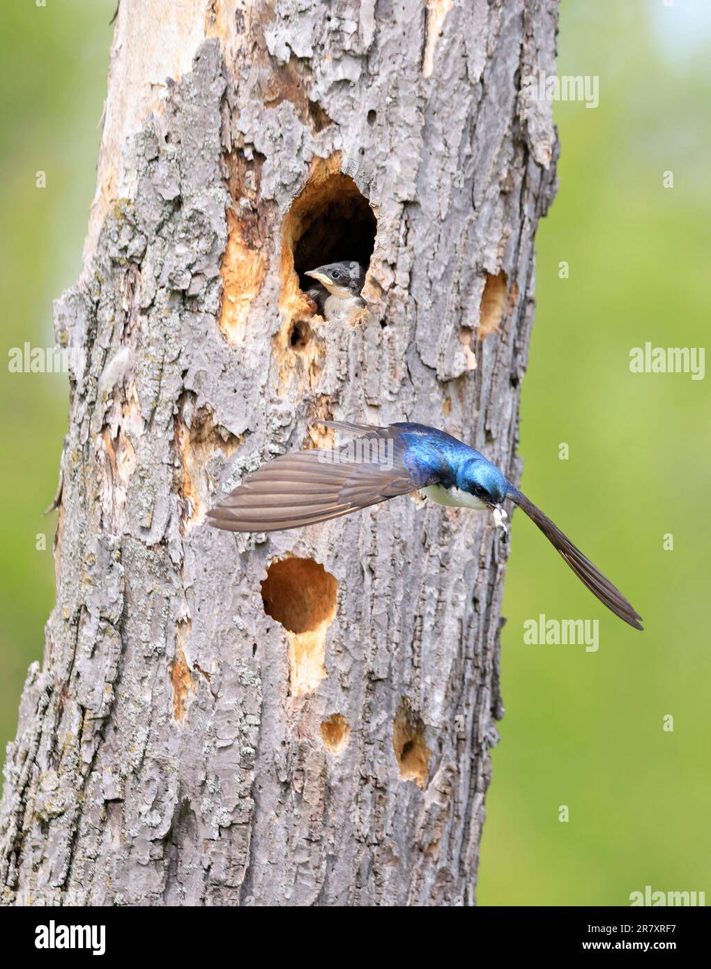 Tree Swallow flying with the nest and baby on the background Stock ...