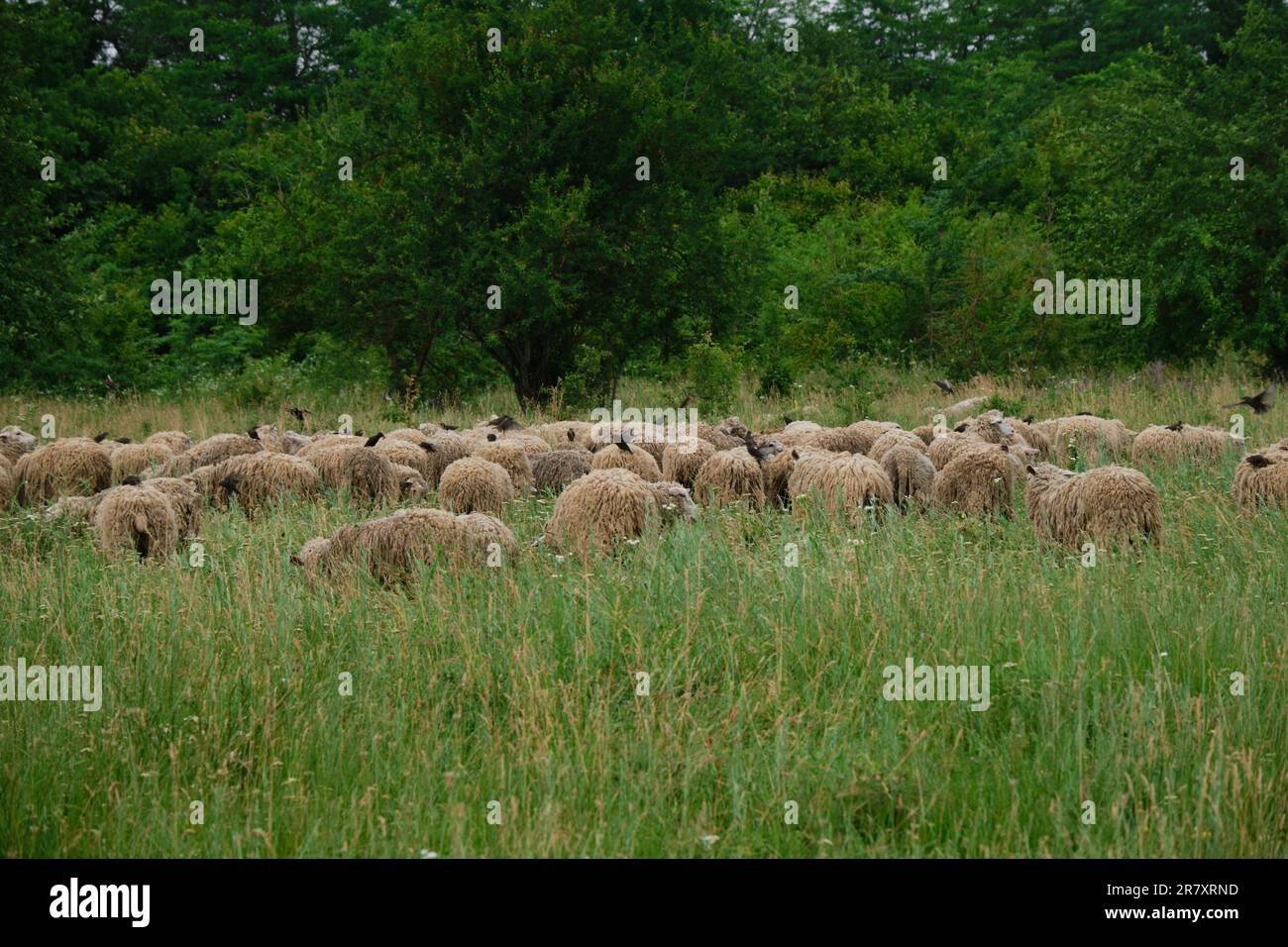 Russian biodiversity hi-res stock photography and images - Alamy