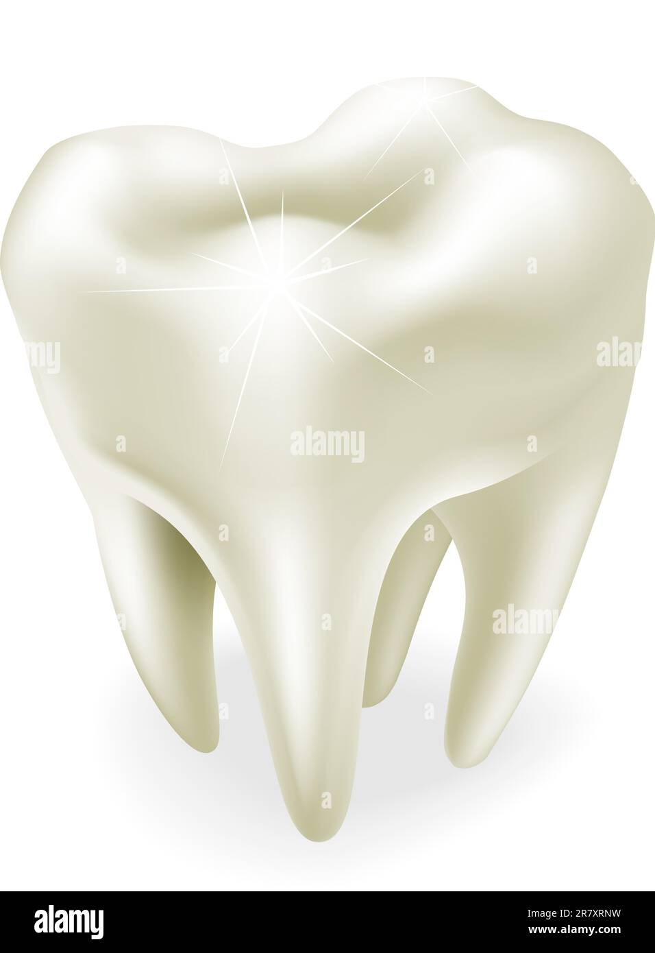 An illustration of a healthy wisdom tooth or molar Stock Vector Image ...