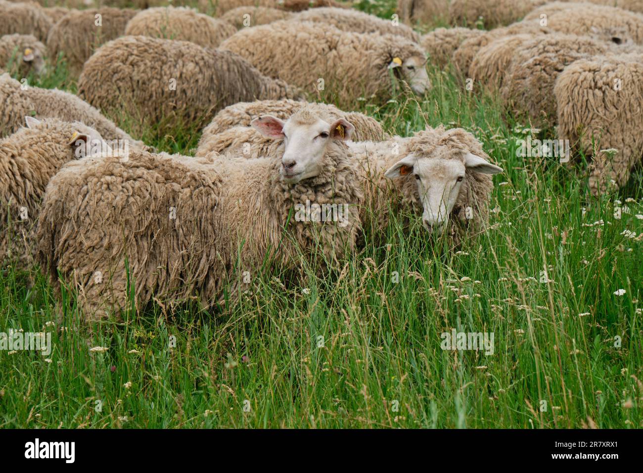 A flock of sheep graze in a clearing in the village in summer. The ...