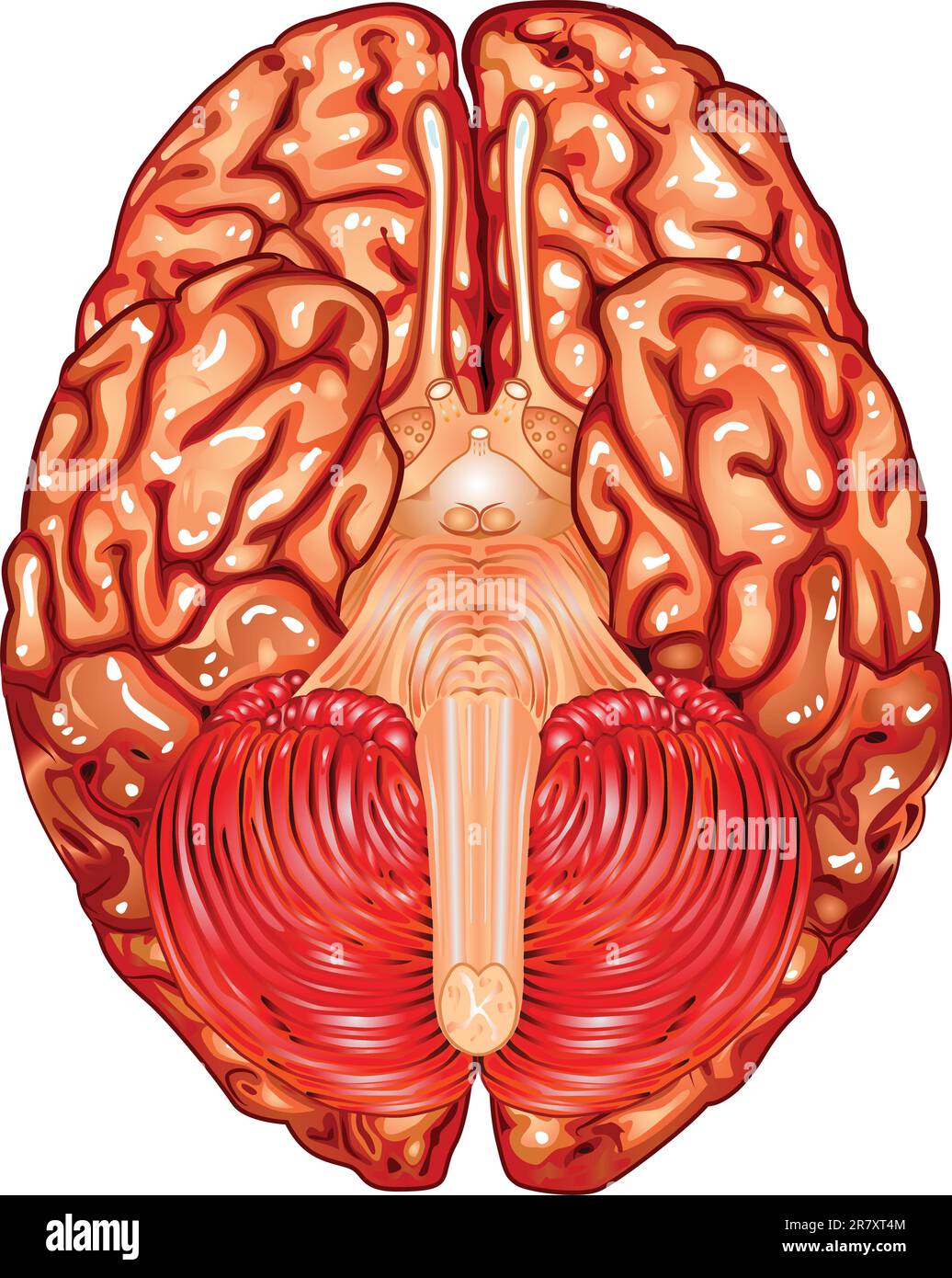 Illustration body part vector, human brain underside view Stock Vector ...
