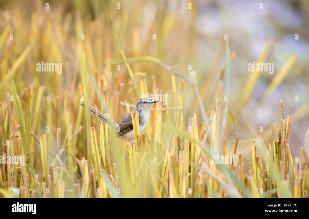 Plain wren-warbler bird foraging in the paddy field reeds in the ...