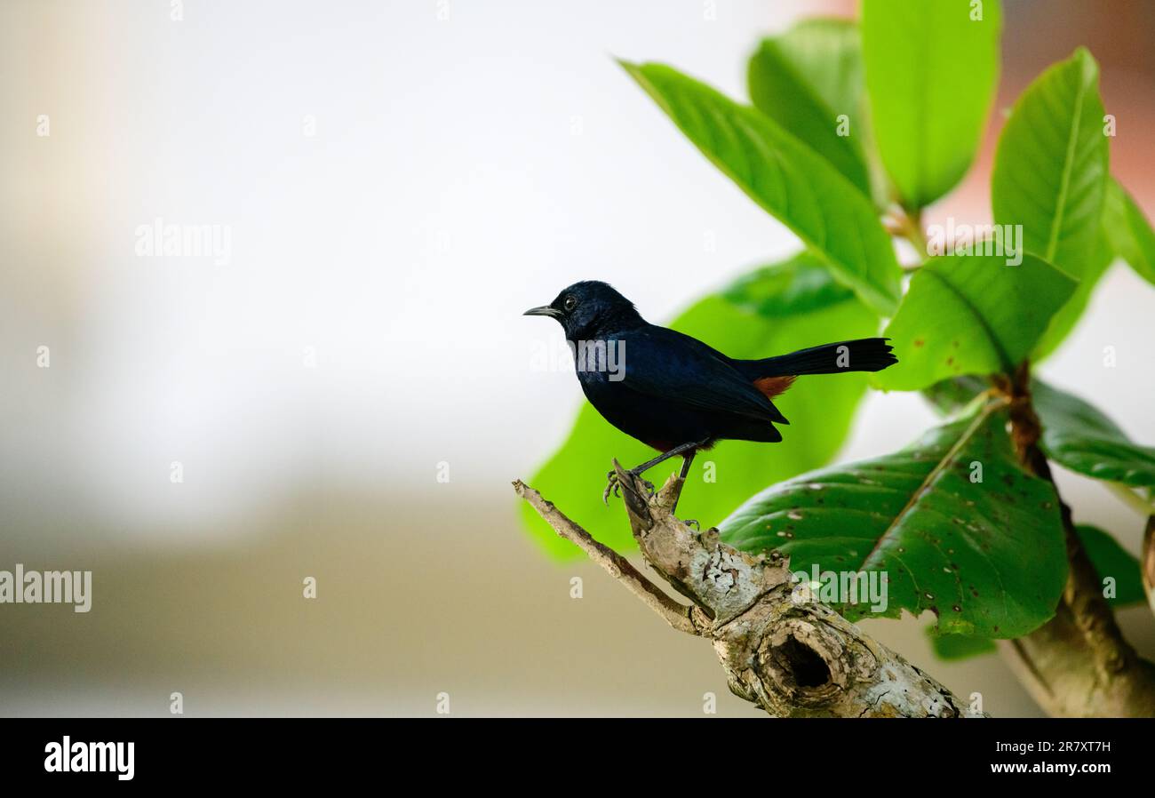 Indian robin close up hi-res stock photography and images - Alamy