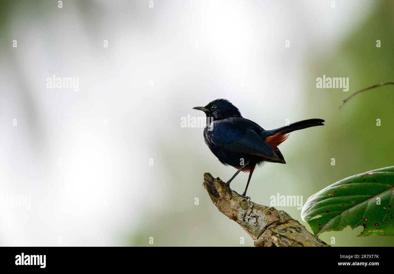 Indian robin photo hi-res stock photography and images - Alamy