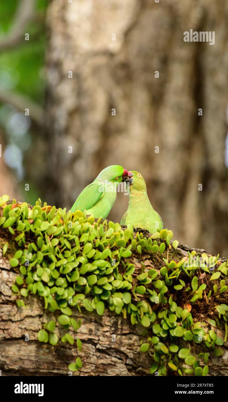 Rose Ringed Parakeet Bird Pair Feeds One Another On A Tree In The