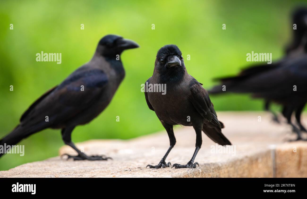 A bunch of House crows searching for food on a concrete wall Stock ...