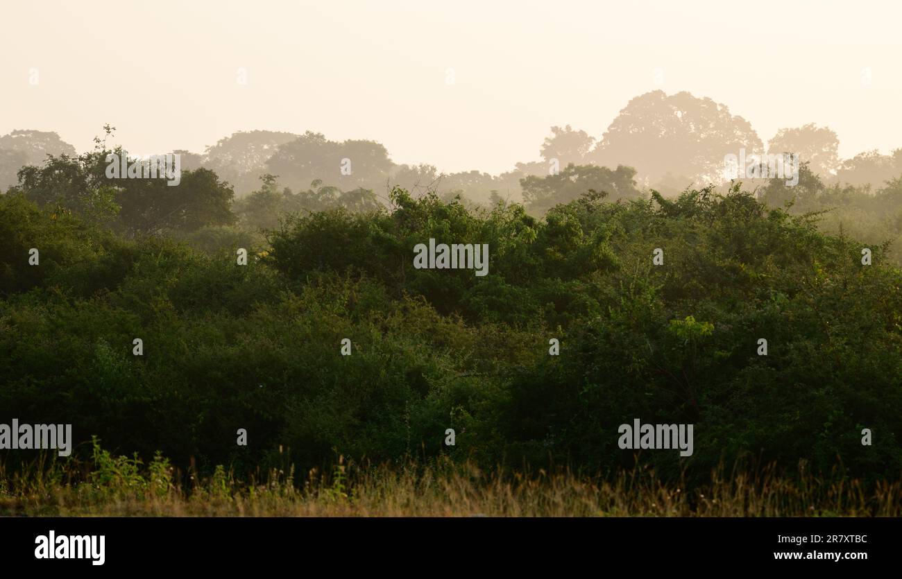 Thick layers of tropical forests in the misty morning, forests in drier ...