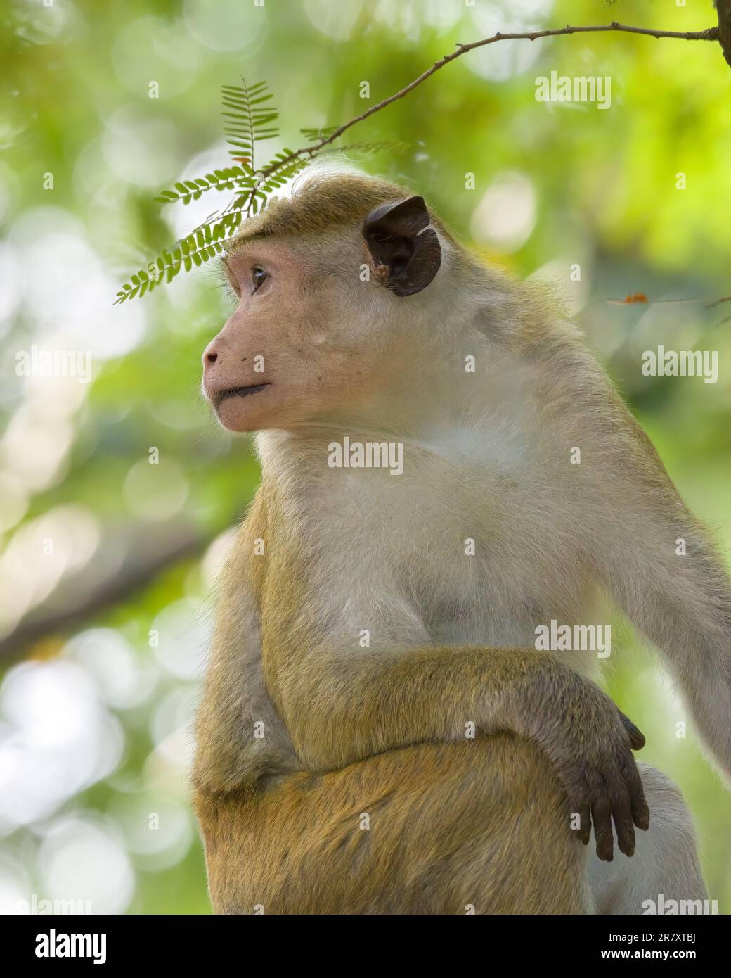 Sri Lankan Toque Macaque monkey looking away close up portrait shot ...