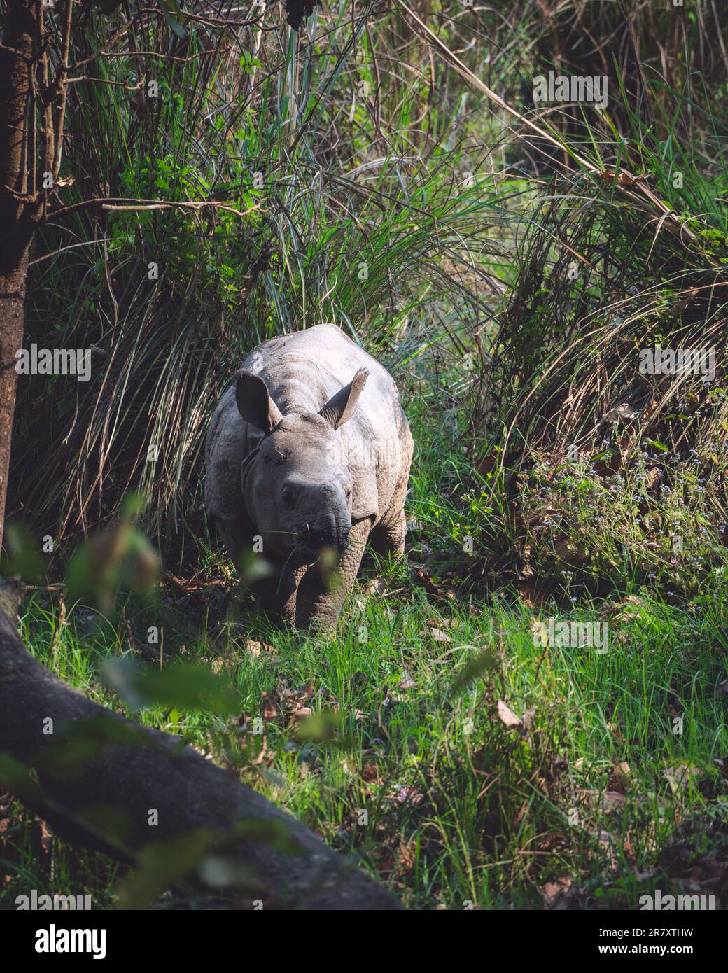 A young rhinoceros of about 4 months in Chitin National Park in Nepal ...