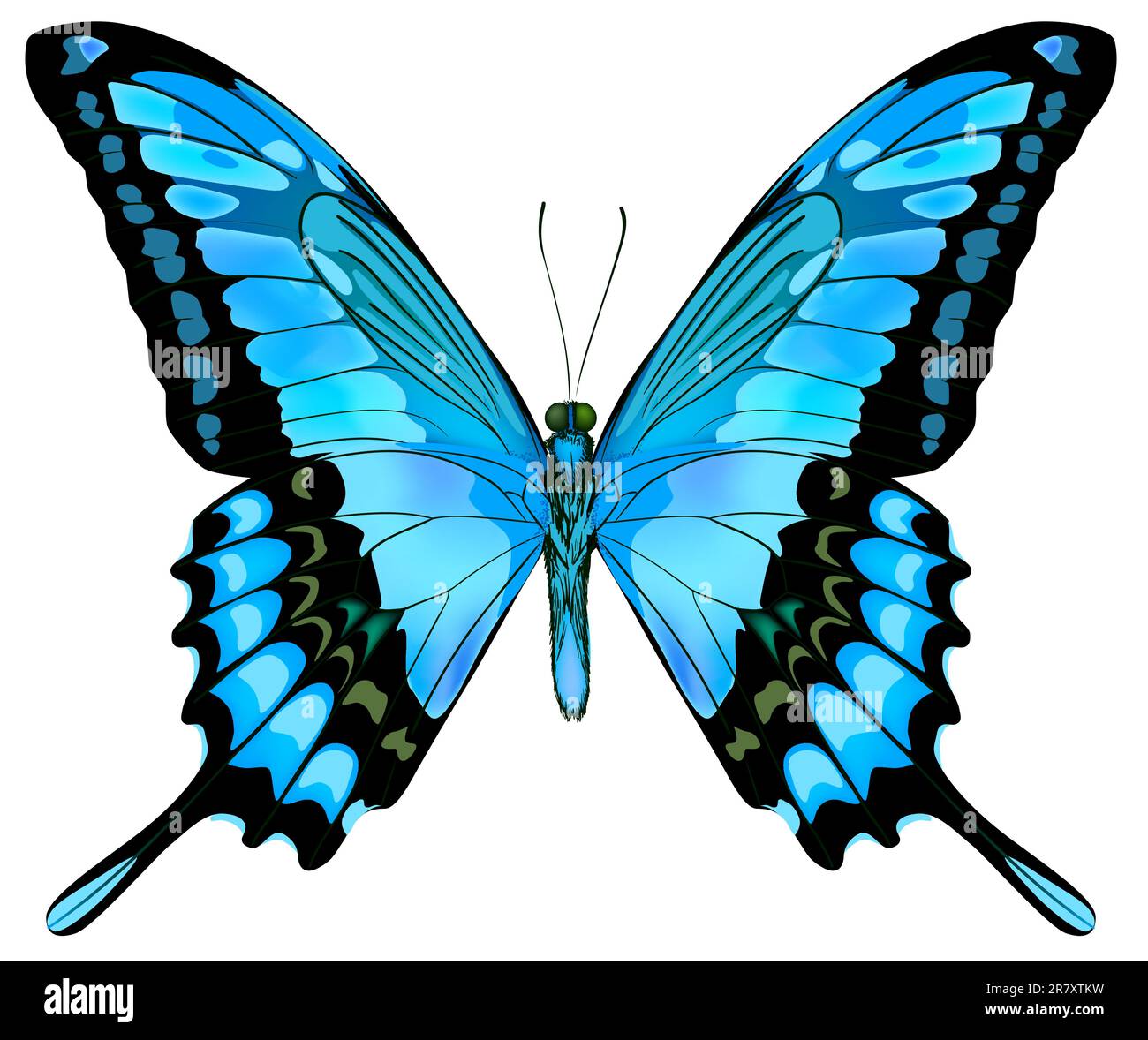 Beautiful vector isolated blue butterfly Stock Vector Image & Art - Alamy