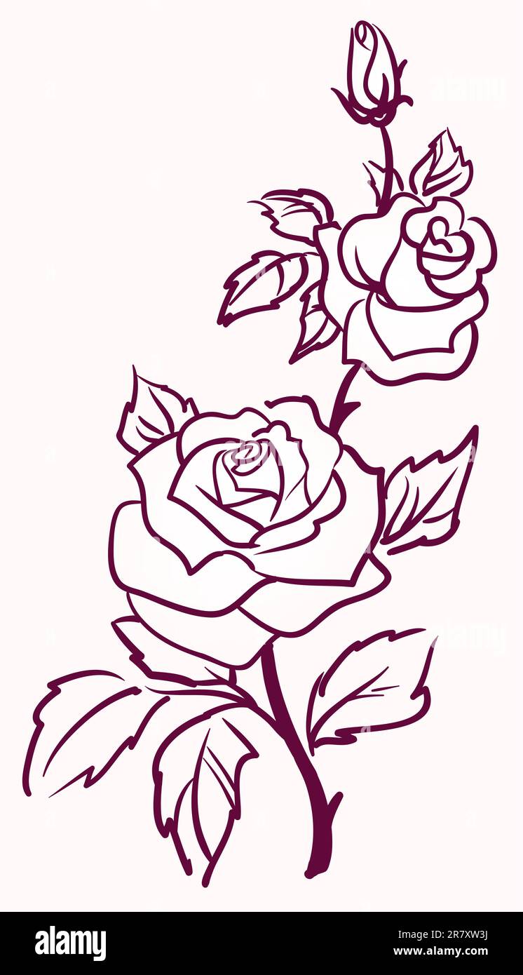 three stylized pale roses isolated on light background, vector ...