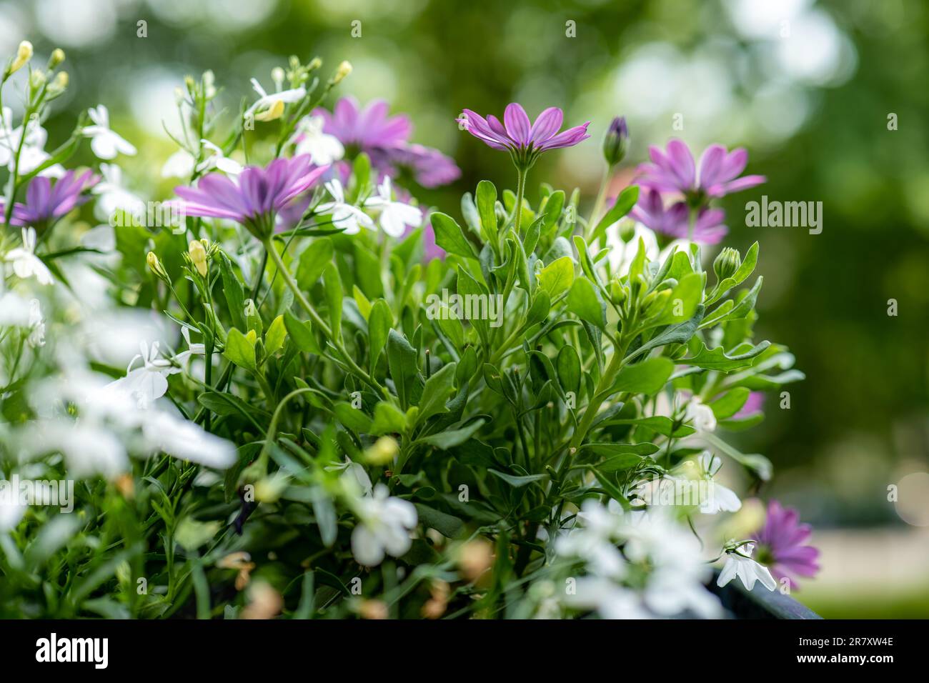 Beautiful purple American daisy flowers and white lobelia flowers ...