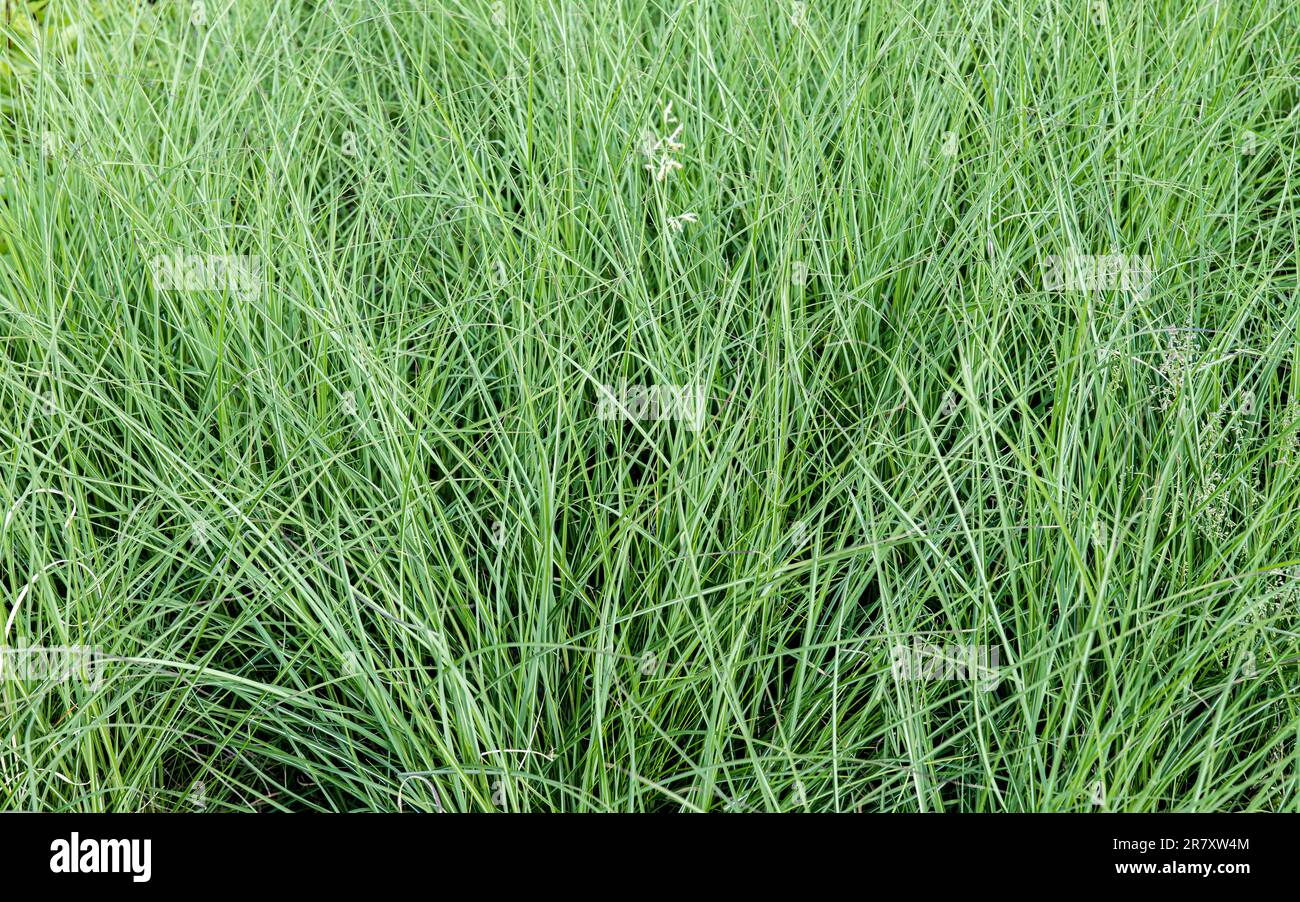 Texture filled with beautiful ornamental grass. Spring Stock Photo - Alamy