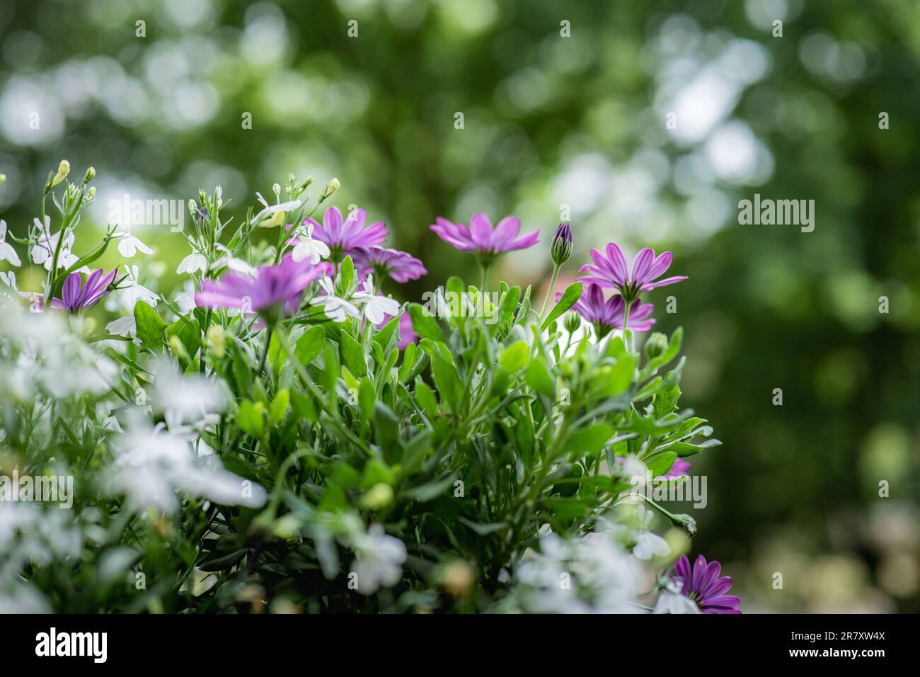 Purple and white daisy hi-res stock photography and images - Alamy