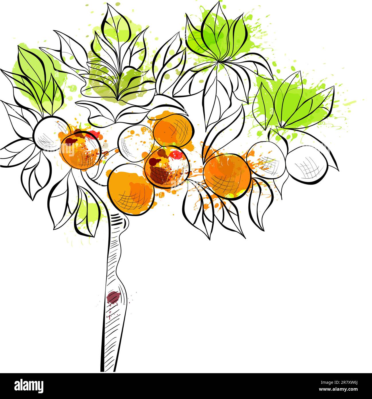 Tangerine floral illustration Stock Vector Images - Alamy