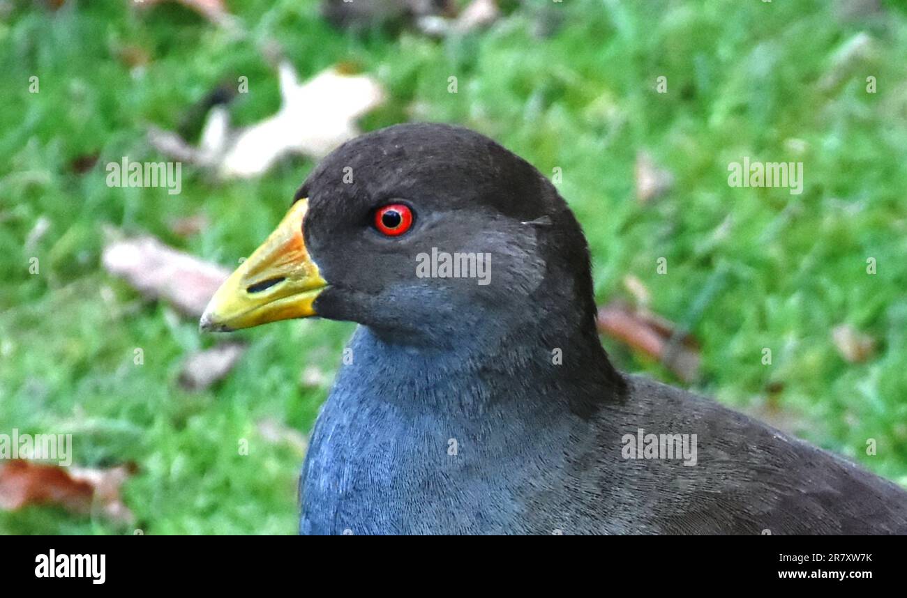 Tasmanian native hen hi-res stock photography and images - Alamy