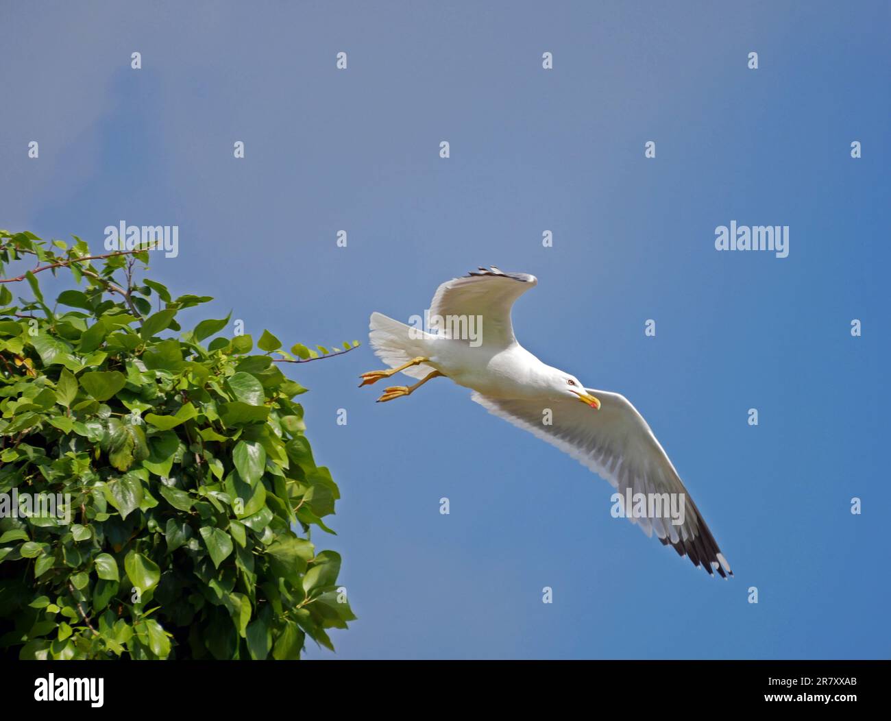 Seagull in nature hi-res stock photography and images - Alamy