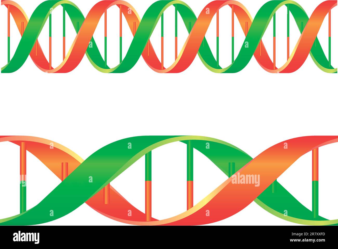 illustration of a dna string isolated on white background Stock Vector ...