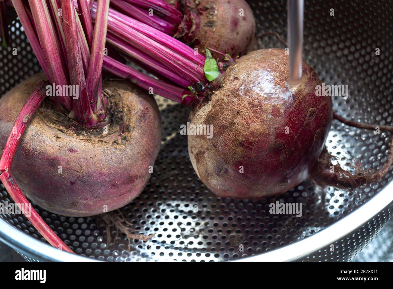 Washing cleaning beetroot in a metal colander drainer in a kitchen sink ...