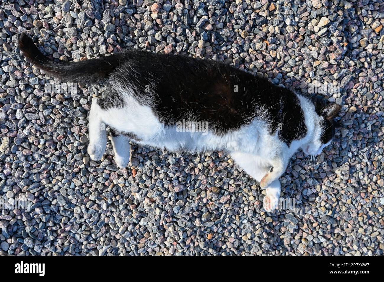 Rolling black cat hi-res stock photography and images - Alamy