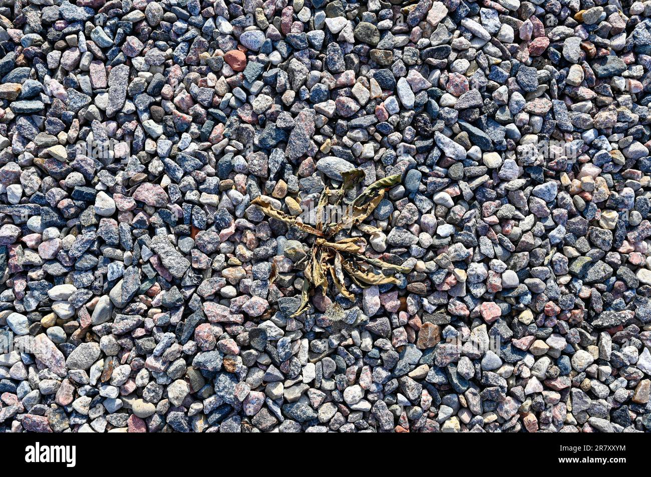 Killed weed hi-res stock photography and images - Alamy