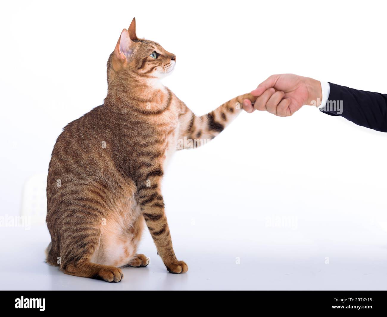 cat handshaking with business man Stock Photo - Alamy