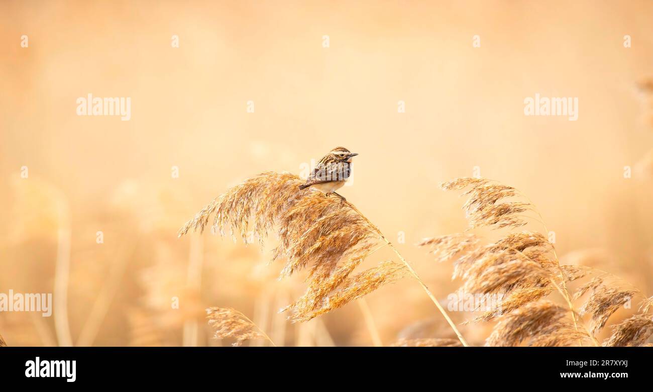 Whinchat saxicola rubetra female sitting on grass. Cute little common ...