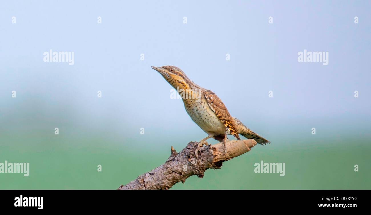 Wryneck Jynx torquilla sits on a branch and attracts a female, the best ...