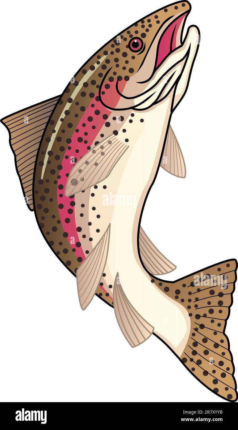 Rainbow trout swimming Stock Vector Images - Alamy