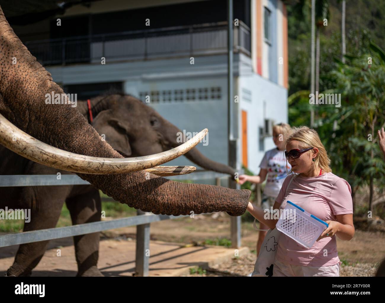 Joyful tourists feed an elephant banana in an elephant nursery. Woman ...