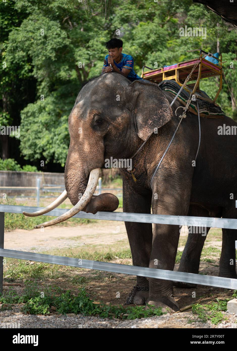 Elephant with mahout. elephant nursery where elephants ride tourists ...