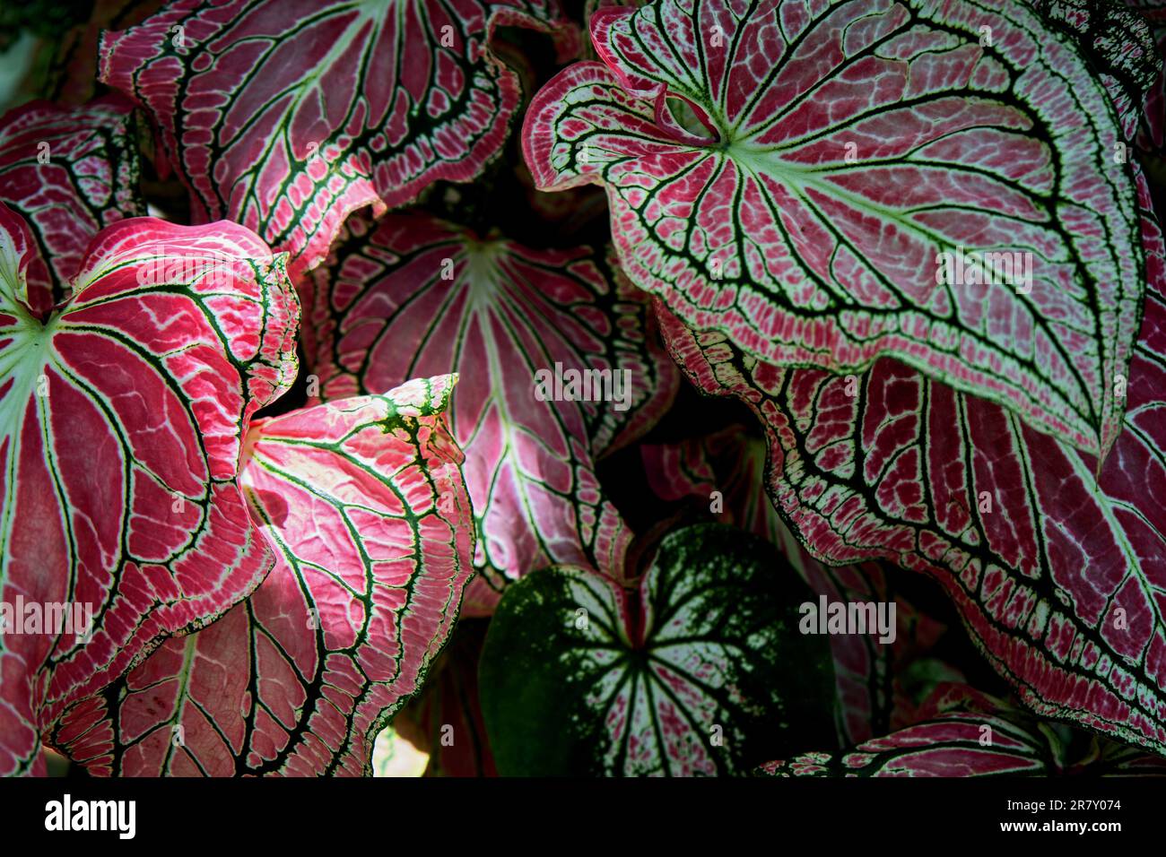 Caladium bicolor variegated leaves in the garden Stock Photo - Alamy
