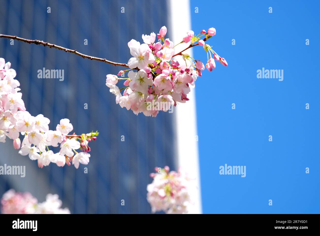 blossoming cherry and magnolia trees against the background of ...