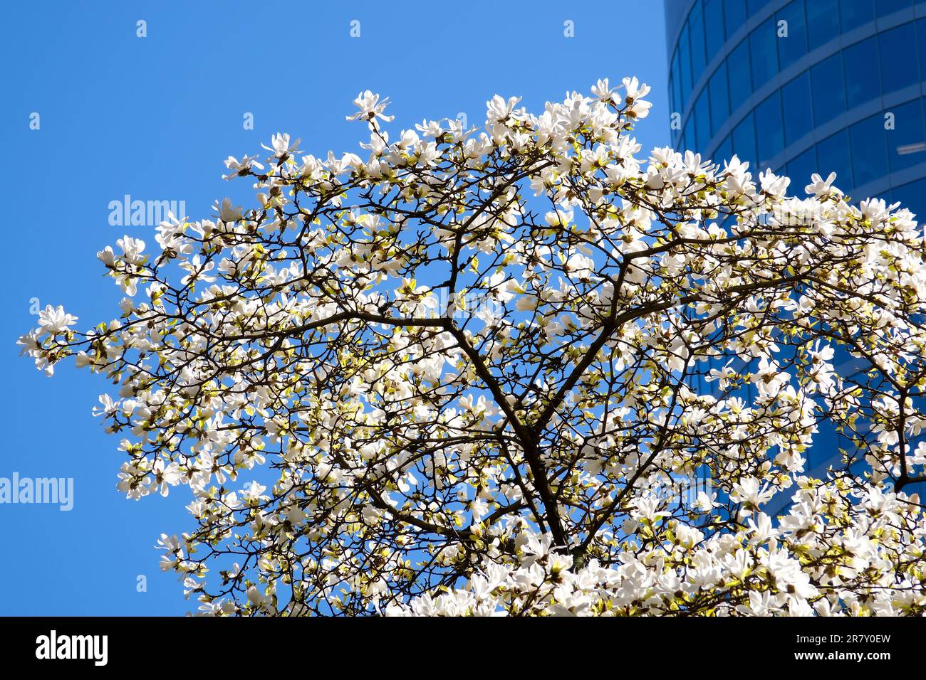 blossoming cherry and magnolia trees against the background of ...