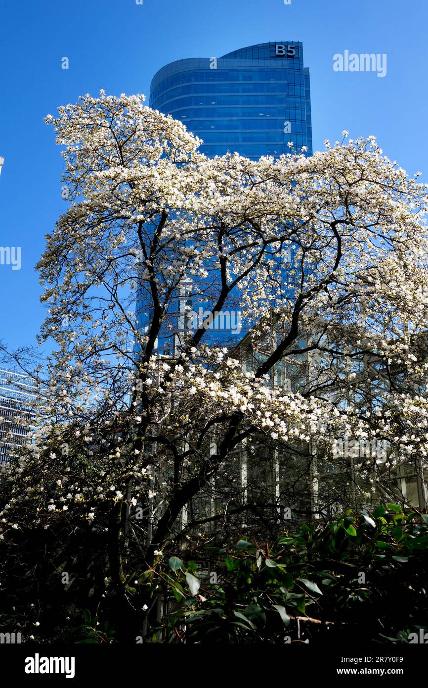 blossoming cherry and magnolia trees against the background of ...