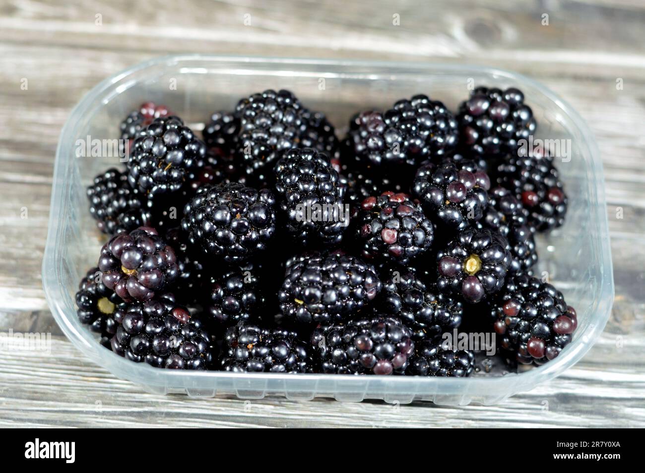 Blackberry, edible fruit of many species in genus Rubus in the family ...