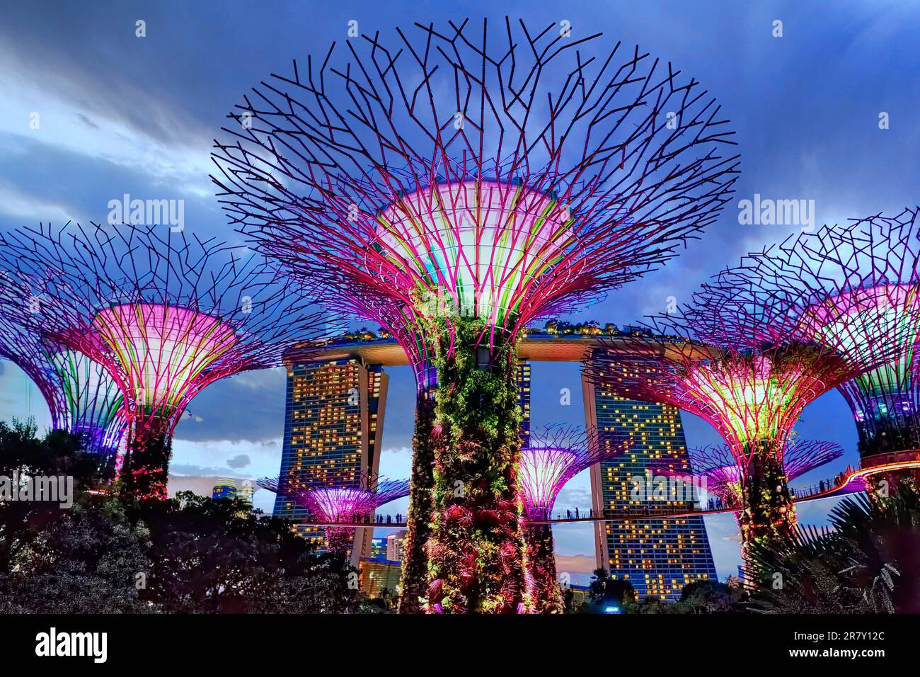 Colorfully illuminated SuperTrees at dusk in Gardens by the Bay ...