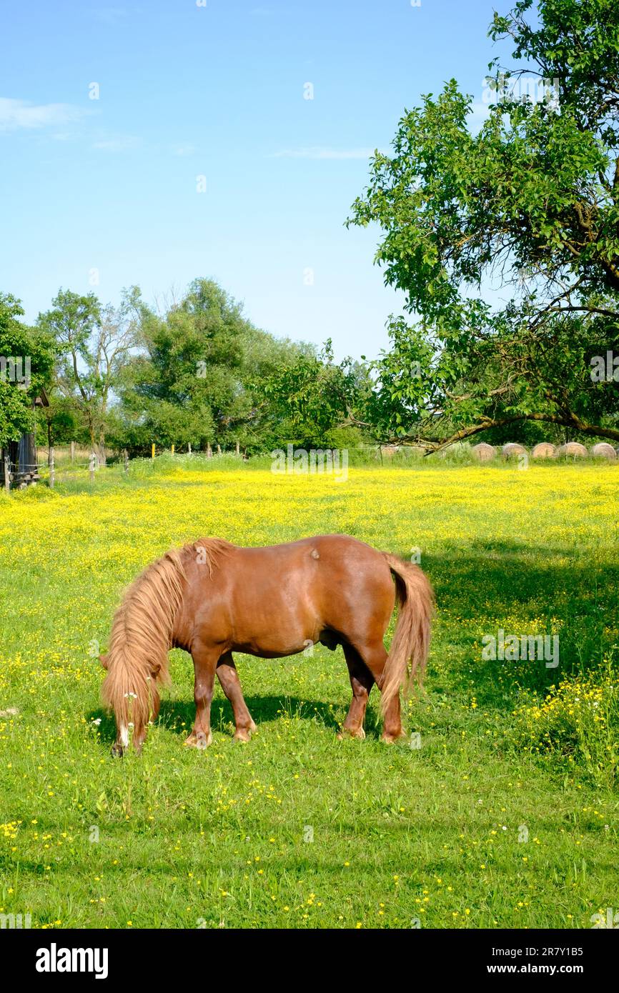 small brown golden tan sorrel chestnut coloured horse grazing in rural ...