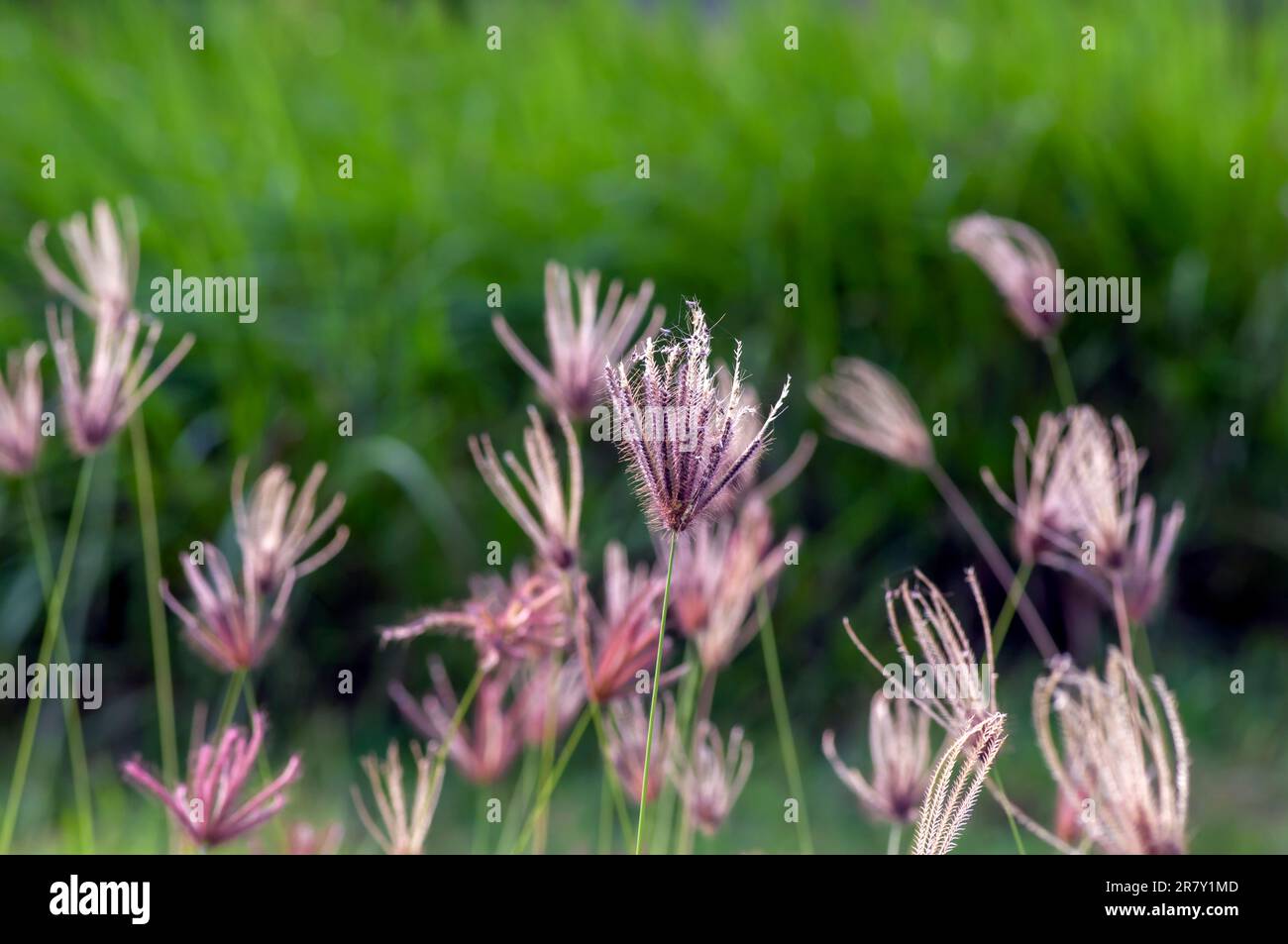 Chloris virgata, feather fingergrass, feathery Rhodes-grass, selected ...