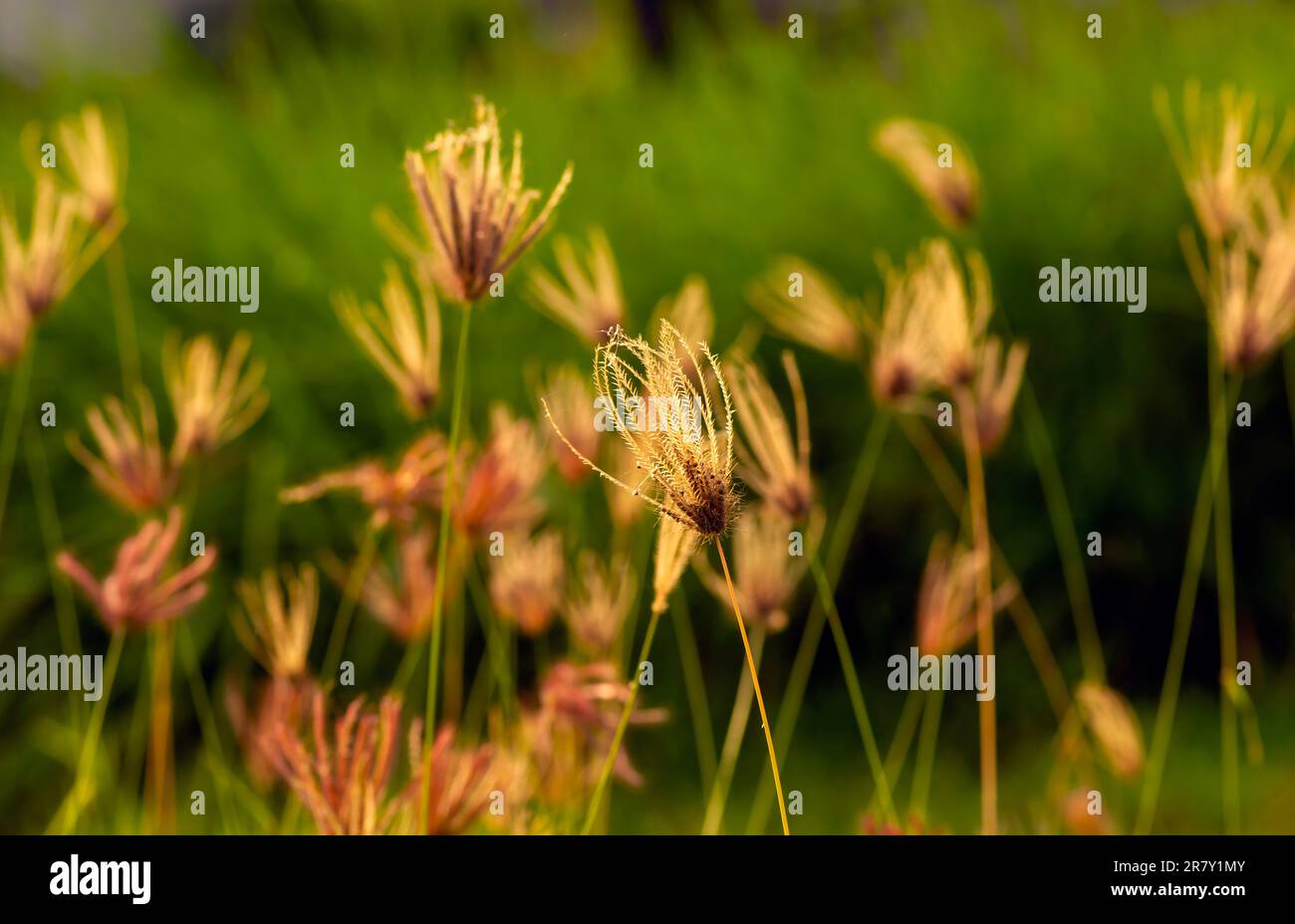 Chloris virgata, feather fingergrass, feathery Rhodes-grass, selected ...