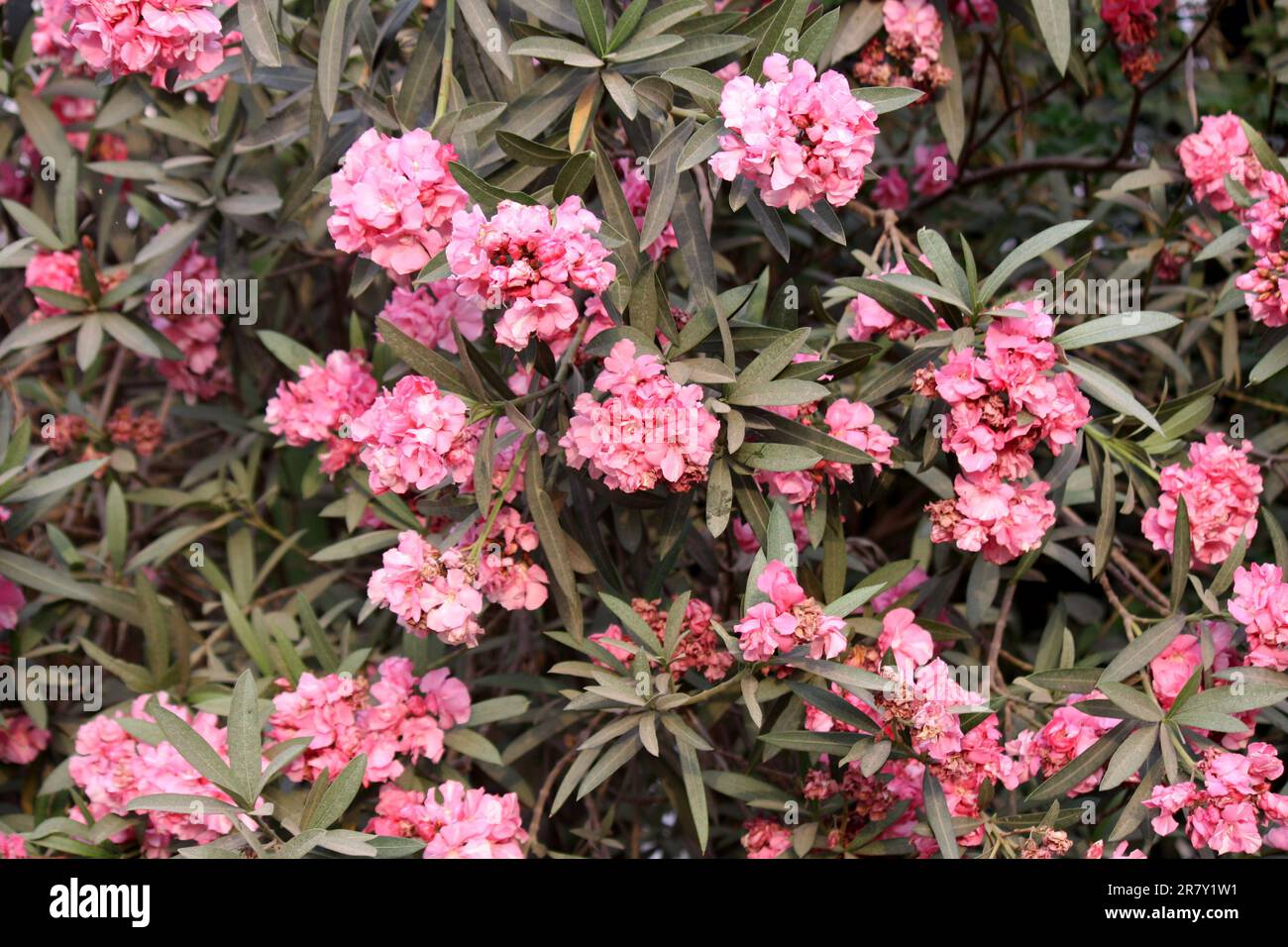 French rose pink Oleander flowers (double) (Nerium oleander) with green ...