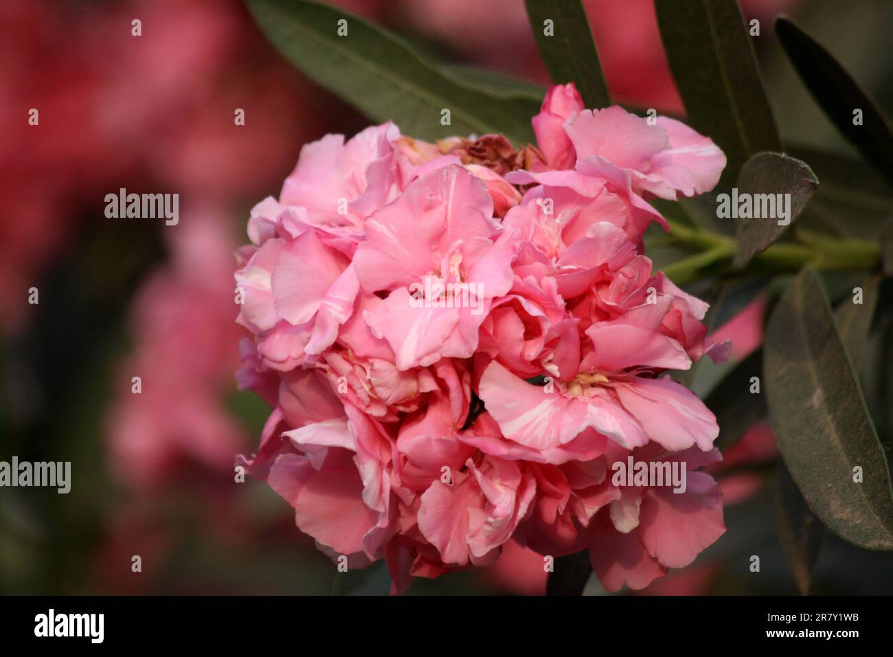 French rose pink Oleander flowers (double) (Nerium oleander) with green ...