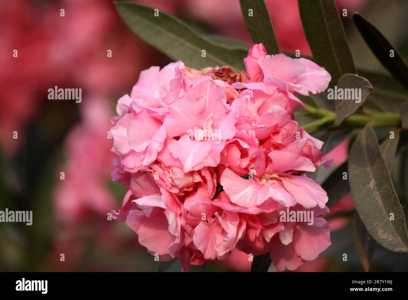 French rose pink Oleander flowers (double) (Nerium oleander) with green ...