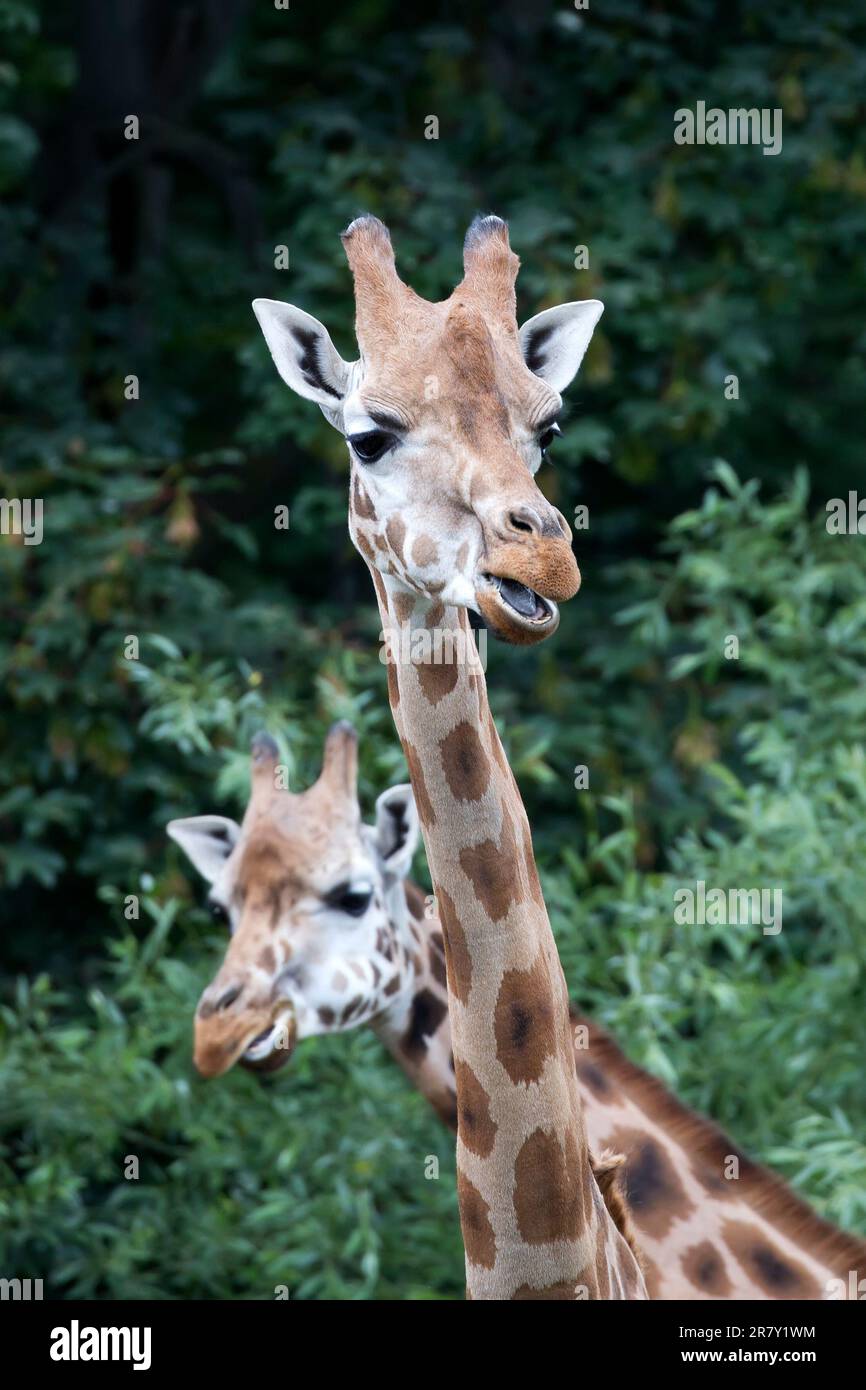 Giraffe portrait wildlife hi-res stock photography and images - Alamy