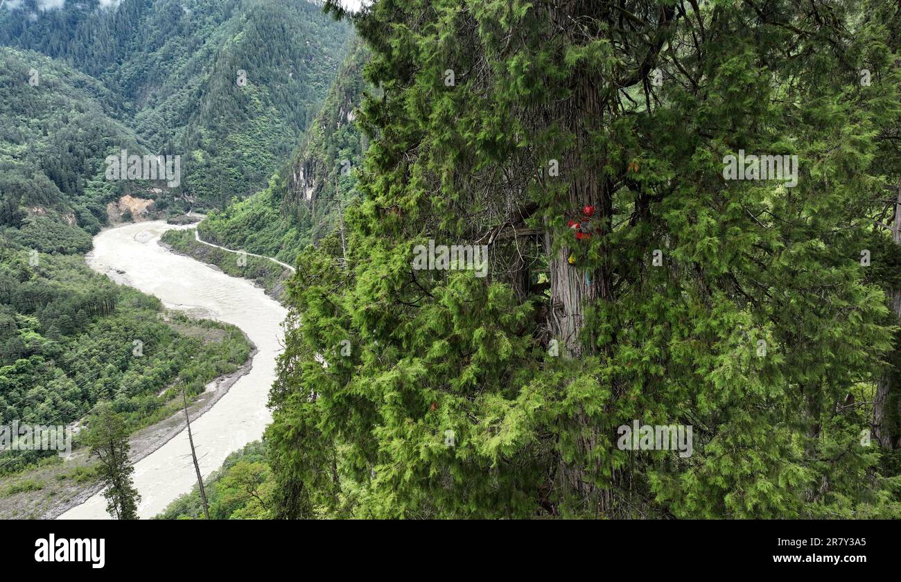 (230618) -- NYINGCHI, June 18, 2023 (Xinhua) -- This aerial photo taken ...